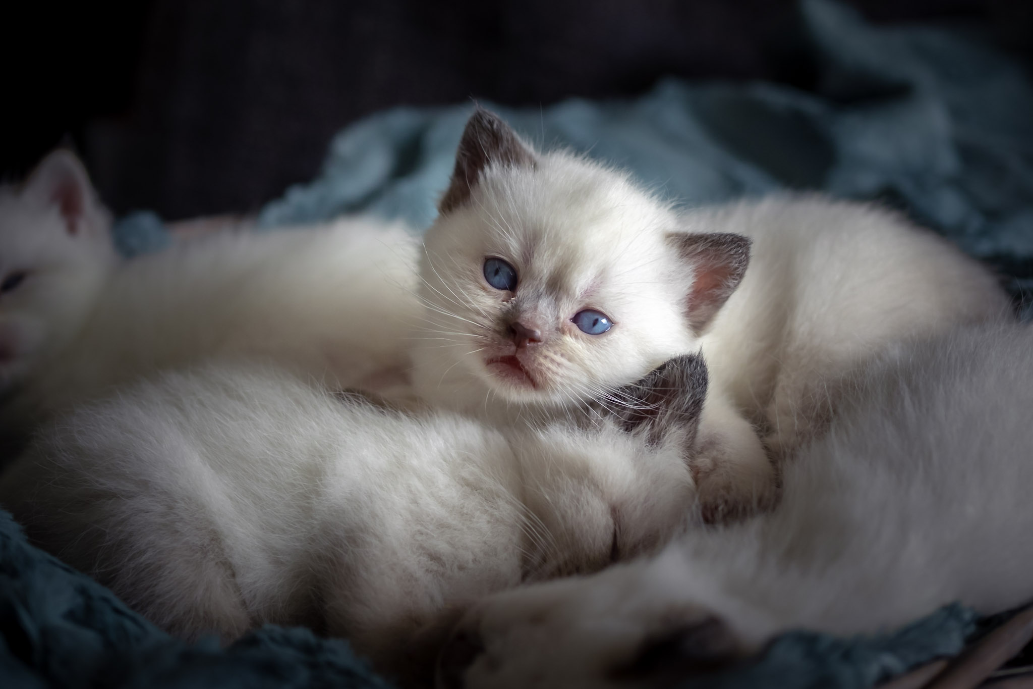 Bonsai Kitten > Home