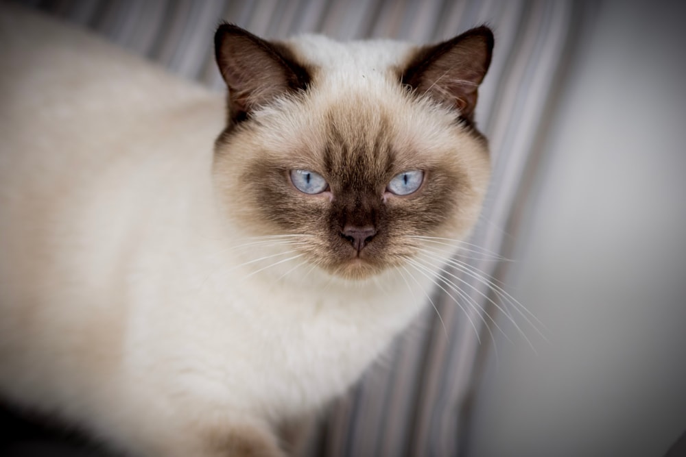 Bonsai Kitten > Unsere Katzen > Laira of Bonsai Kitten