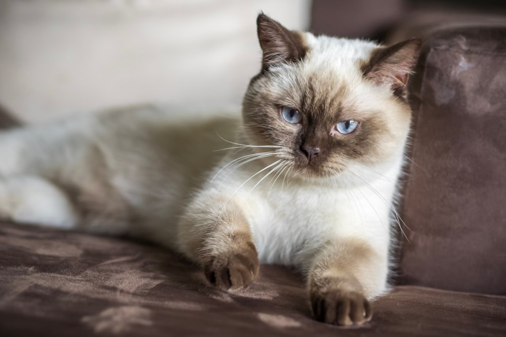 Bonsai Kitten > Unsere Katzen > Laira of Bonsai Kitten