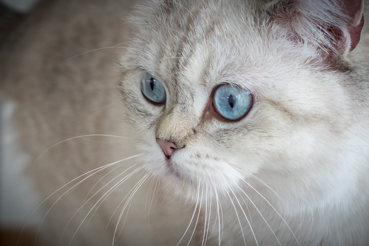 Bonsai Kitten > Unsere Katzen > Apfelsterns SallyBelly